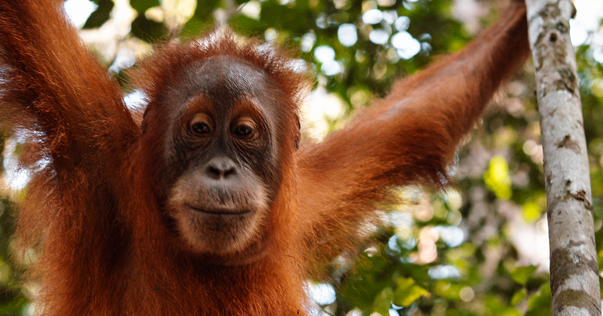 Explore Sumatra's Wild Side with Jungle Tours - Sumatra Jungle Tours